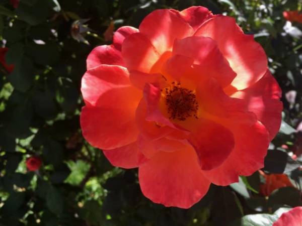 Contact – Bitter Rose Bodywork